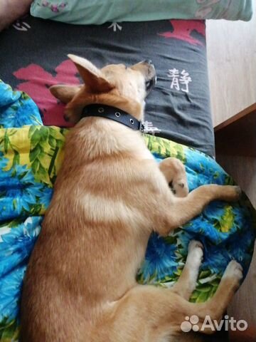 Собаки бесплатно в добрые руки