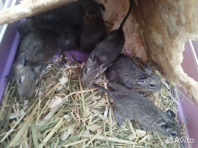 Белочка Дегу