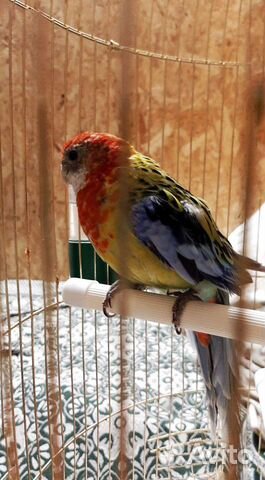 Попугай Розелла