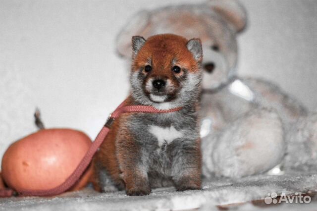 Мальчик Сиба-ину шоу-класса