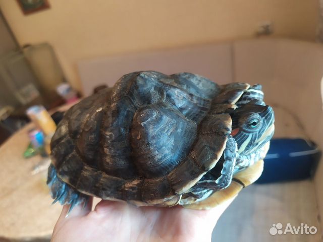 Красноухая черепаха с аквариумом