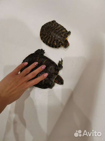 Красноухая черепаха с аквариумом