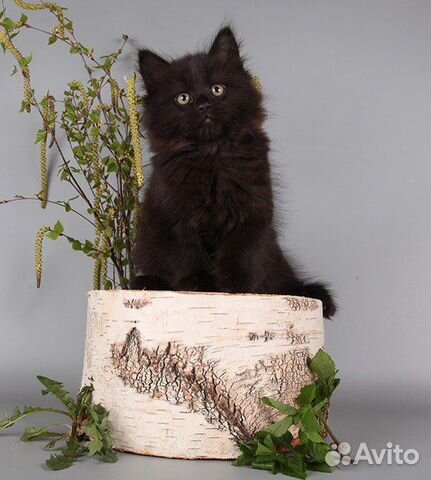 Котенок сибирской породы