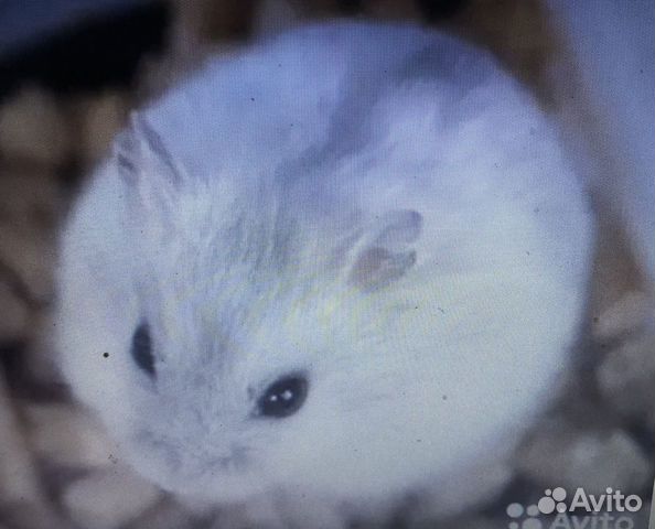 Джунгарский хомячок