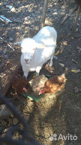 Козел зааненский