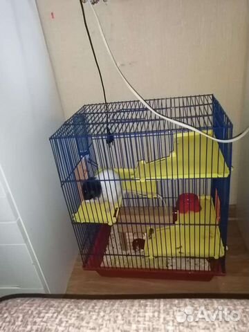 Крыса с клеткой