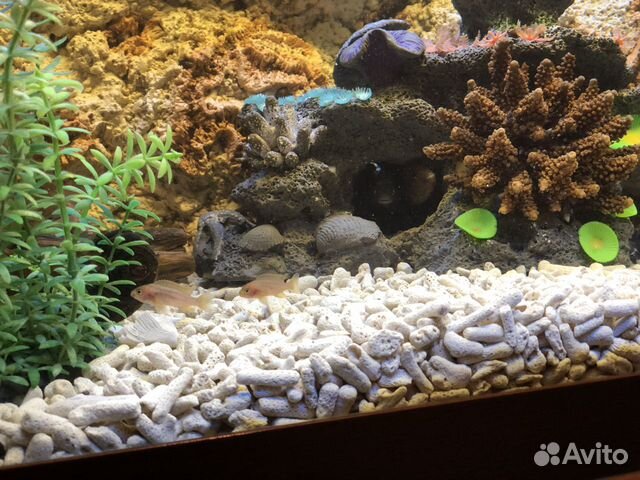 Йодотрофеус Шпренгера малавийская цихдида