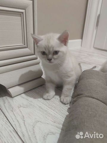 Кошки