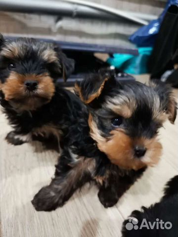 Йоркширский терьер мини