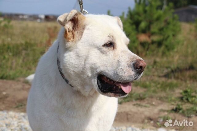 Красавица бэлла в поисках нового дома