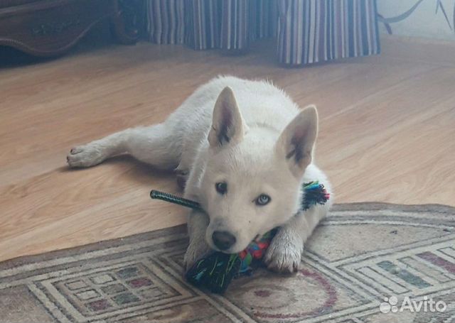 Почти хаски