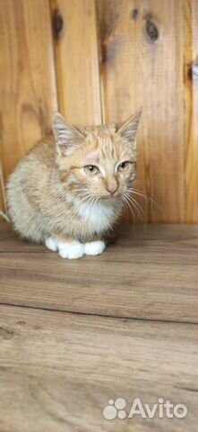 Котенок Корица в добрые руки 3 месяца