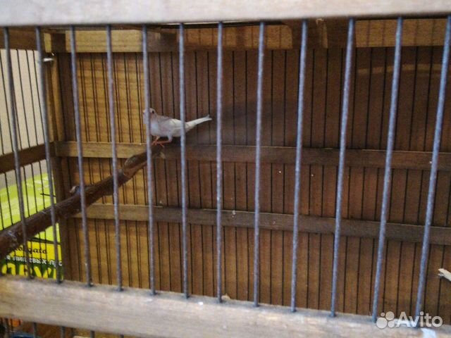 Зебровые амадины