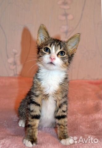 Котенок Бася в добрые руки