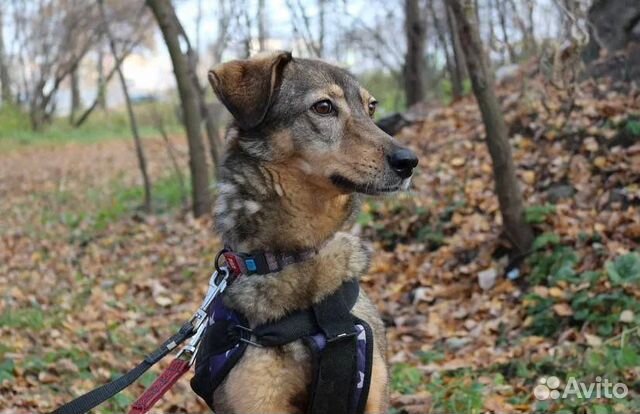 Собака любящая и нежная ищет преданных друзей