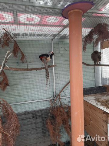 Пара алмазных фазанов