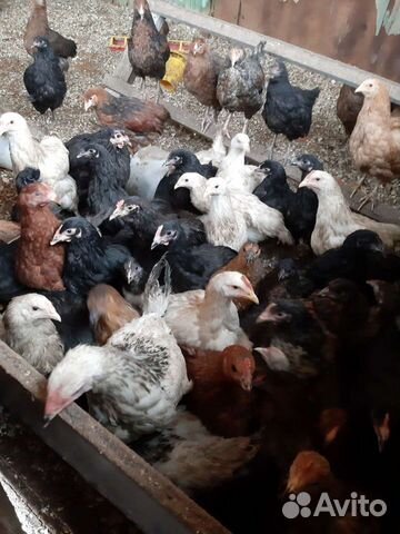 Куры цыплята