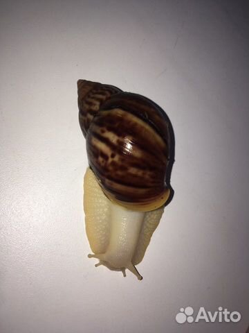 Улитка ахатина