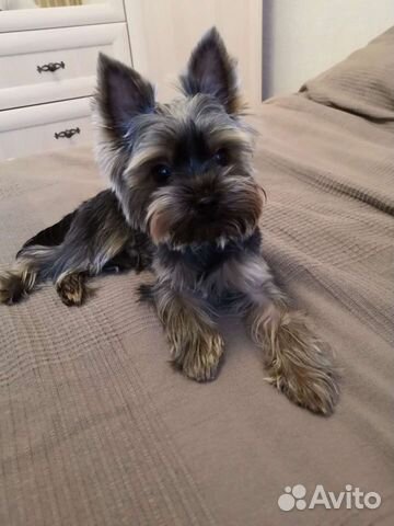 Йоркширский терьер мини вязка