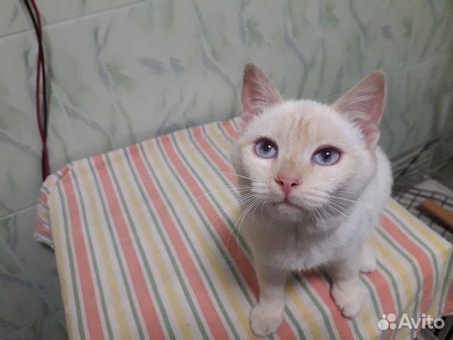 Котенок девочка Шерри 5 мес