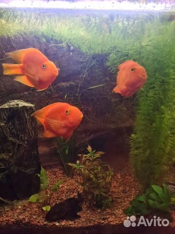 Рыба попугай и сом птеригоплихт