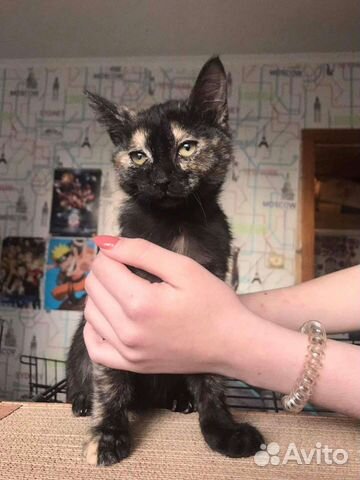 Кошки в добрые руки