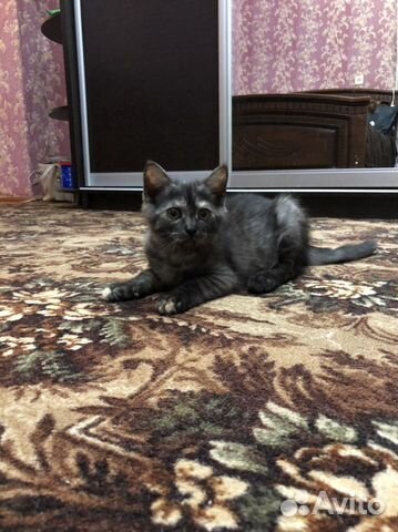 Кошечка в добрве руки
