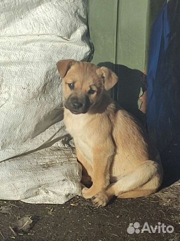 Собаки бесплатно