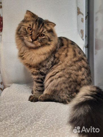 Шотландский кот вязка