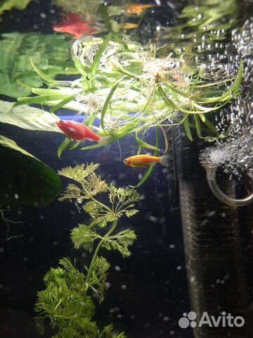 Аквариумные рыбки
