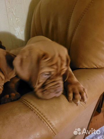 Щенки бордоского дога