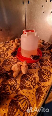 Перепела суточные