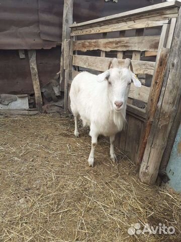 Коза и козёл