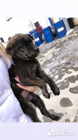 Щенок девочка