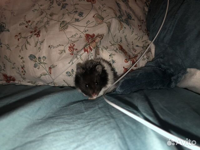 Сирийский хомяк бесплатно