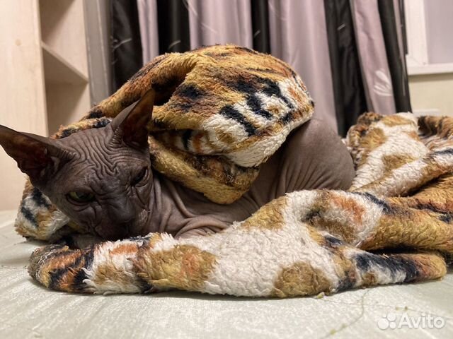 Кошка породы сфинкс