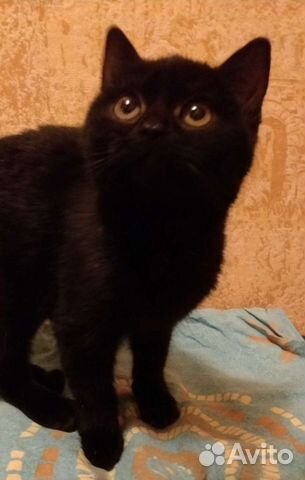 Котёнок девочка