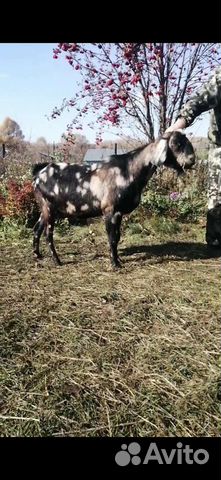 Козочки от этого козла