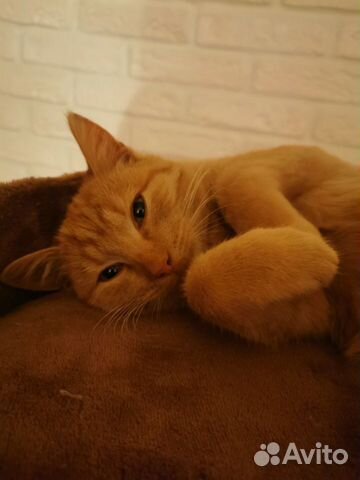 Котик, 3-4мес Антошка