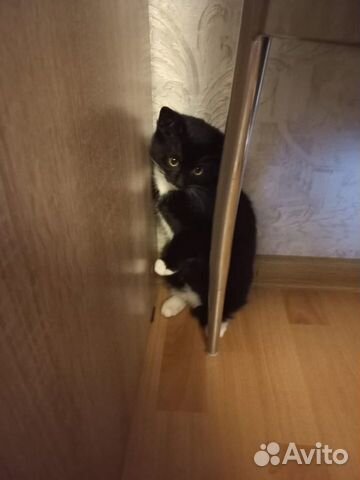 Котенок маркиз 2 месяца