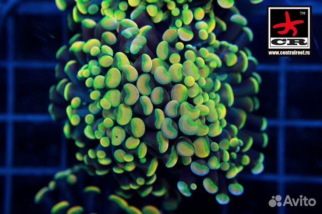 Euphyllia Glabrescens Paraancora Эуфиллия Факельна