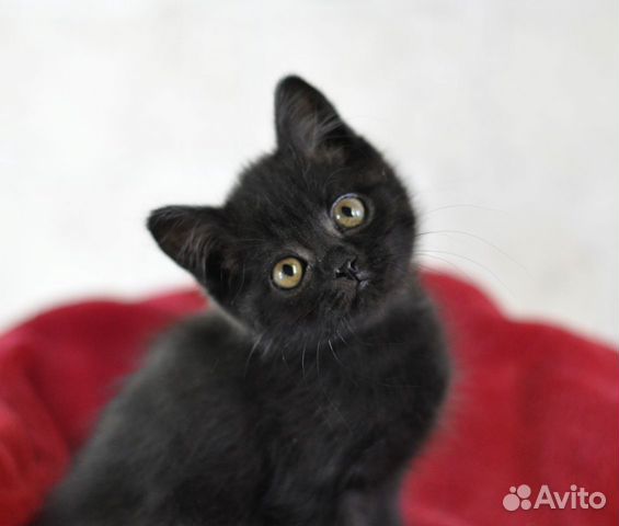 Шотландская милая девочка