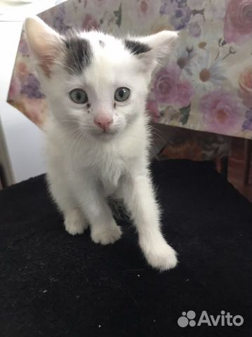 Котята в добрые руки,белый мальчик и три девочки.н