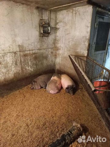 Вьетнамские свиньи