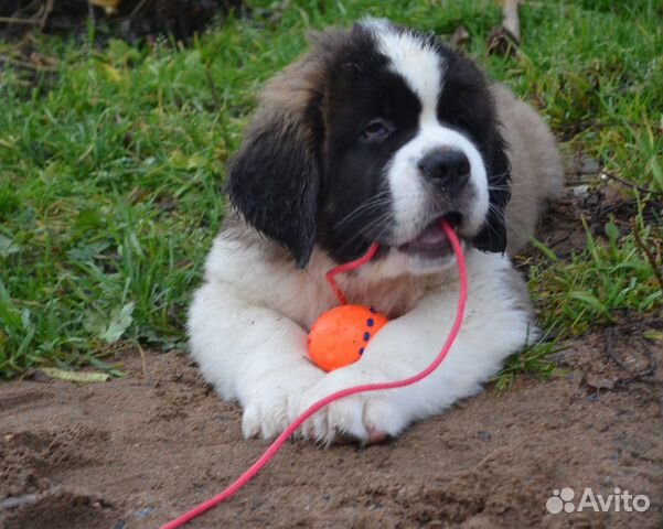 Щенки сенбернара