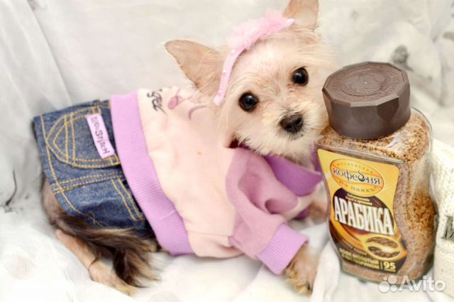 Йорктиз микро 1.150кг