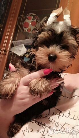 Супер мальчишка йоркширский терьер