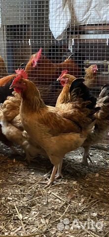 Кучинские юбилейные куры