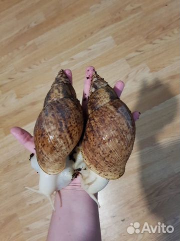 Ахатина ретикулята альбино