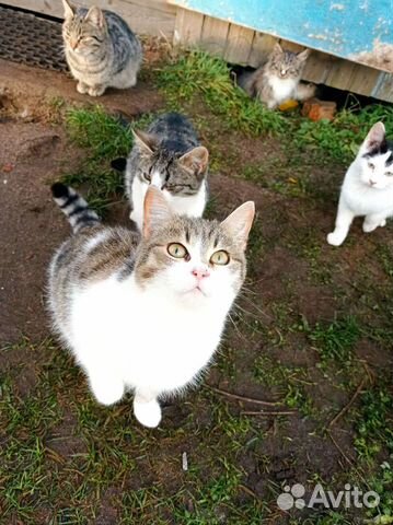 Кошки в добрые руки
